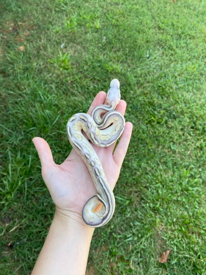 Super Pastel Lesser Bongo Het Hypo Ball Python by Southern Roots Pythons