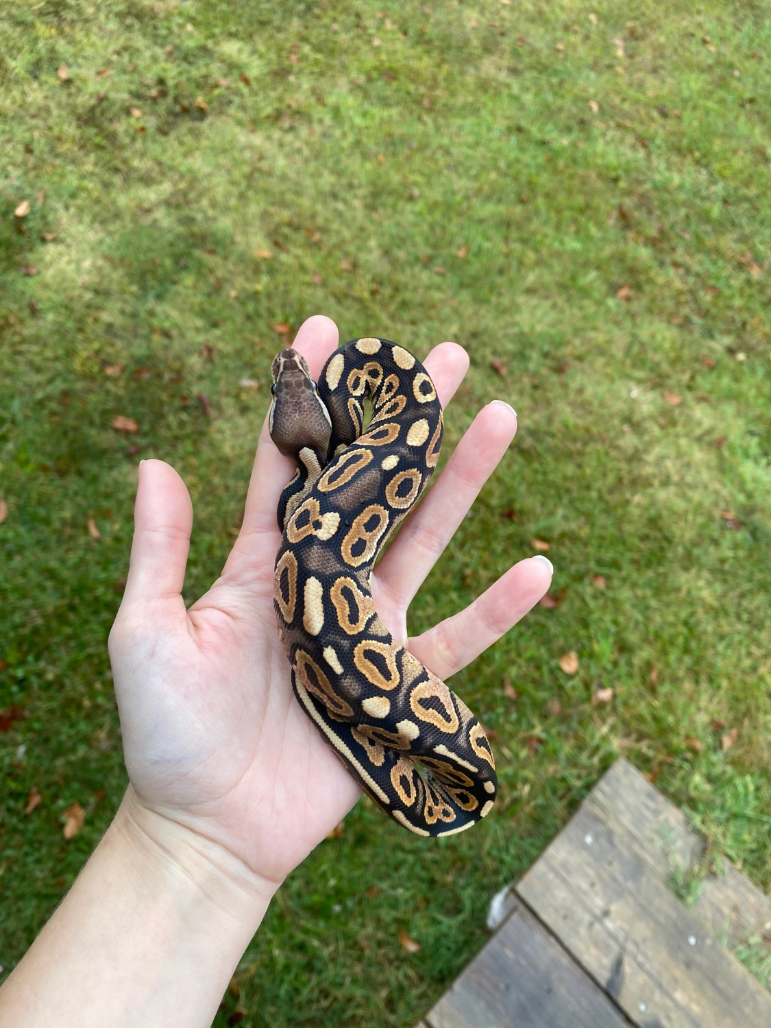 Vanilla Blackpastel Ball Python by Southern Roots Pythons - MorphMarket