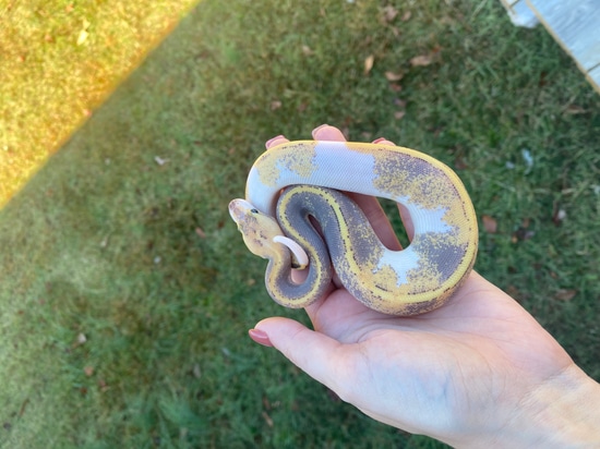 Champagne Super Stripe Ball Python by Southern Roots Pythons