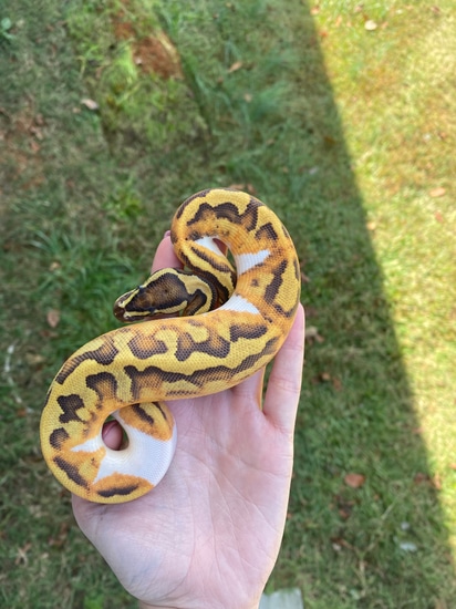 Fire Enchi Yellowbelly Pied Ball Python by Southern Roots Pythons