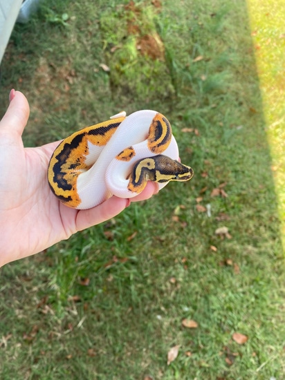 Yellowbelly Pied Ball Python by Southern Roots Pythons