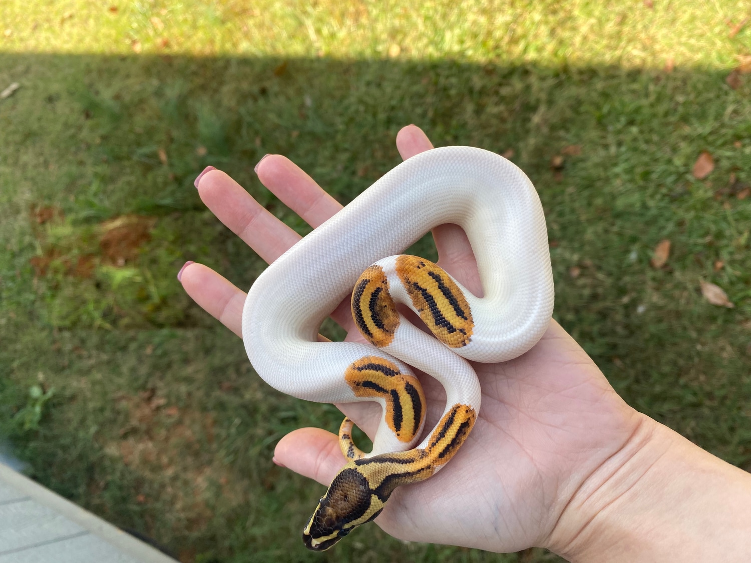 Yellowbelly Pied Ball Python by Southern Roots Pythons - MorphMarket