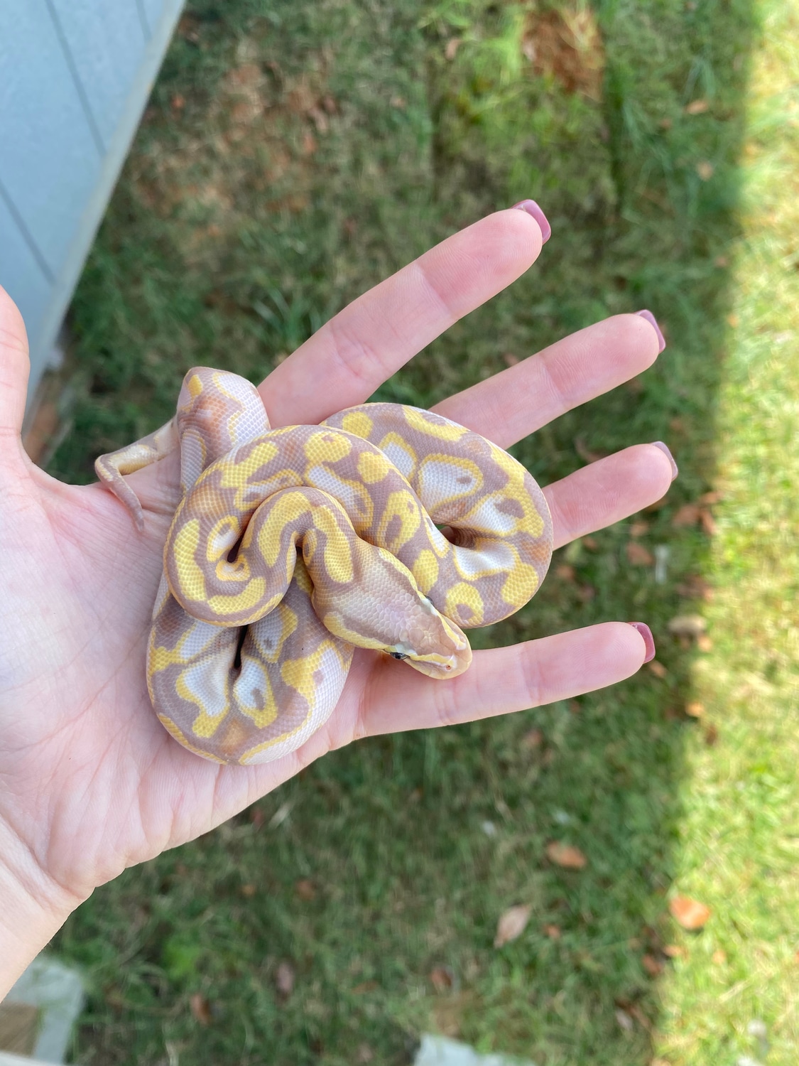 Pastel Banana Het Pied Ball Python By Southern Roots Pythons Morphmarket 