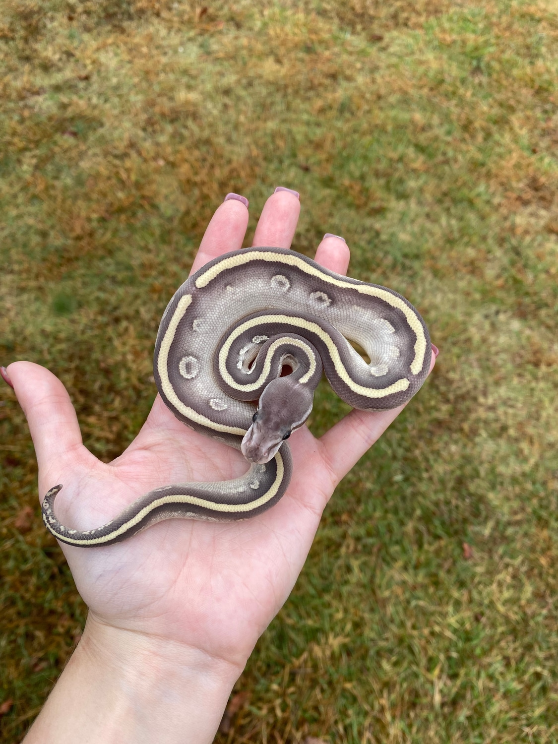 Super Mystic Ball Python by Southern Roots Pythons - MorphMarket