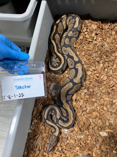 Specter Ball Python by Southern Roots Pythons