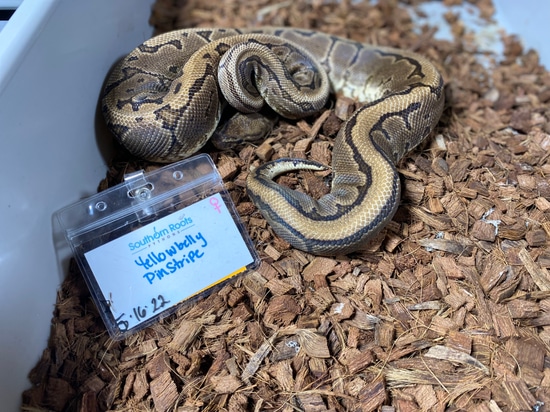 Yellowbelly Pinstripe Ball Python by Southern Roots Pythons