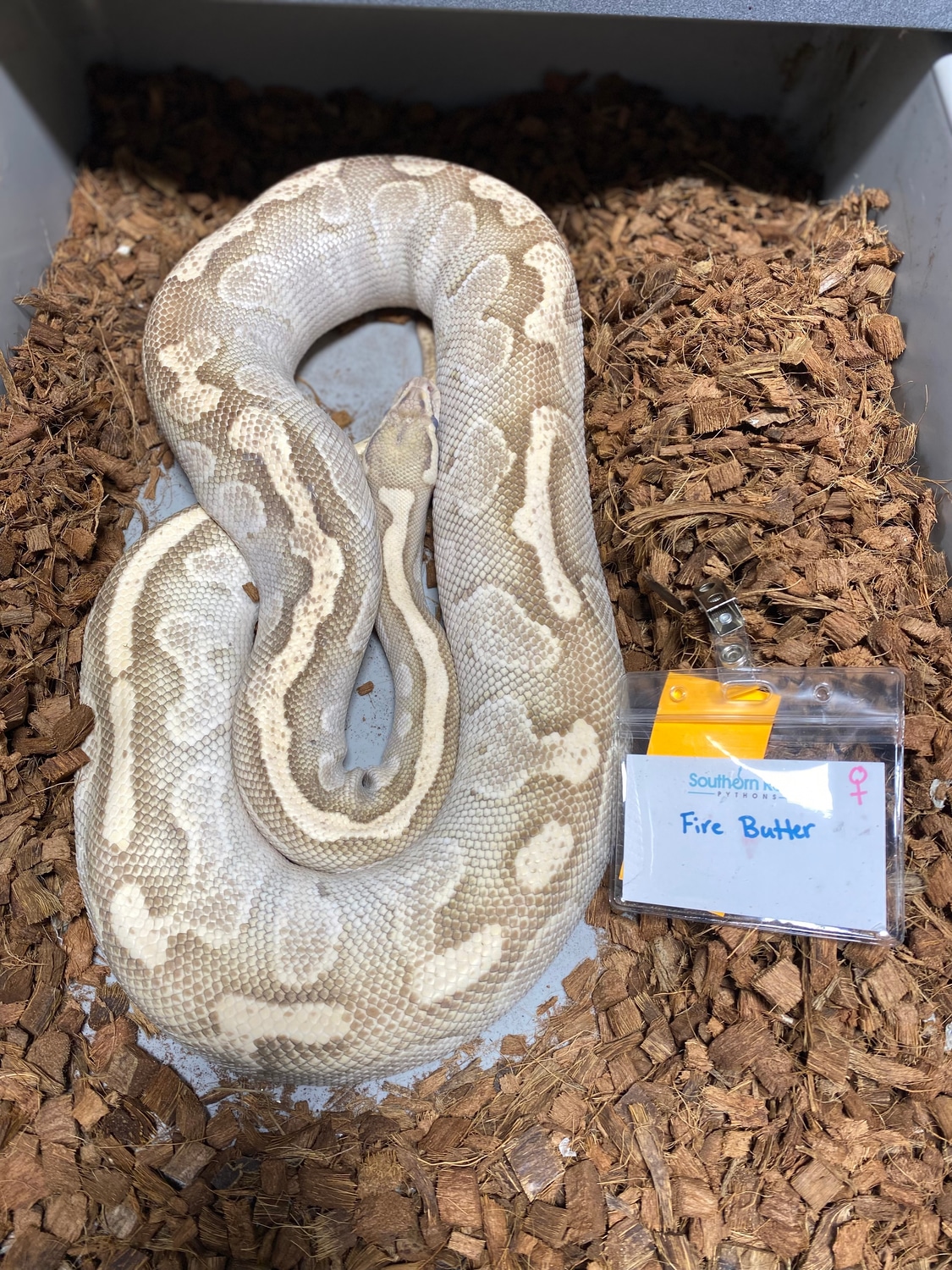Fire Butter Ball Python by Southern Roots Pythons - MorphMarket