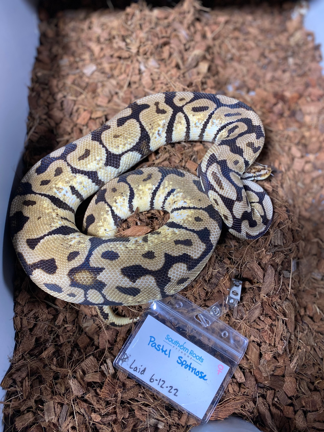 Pastel Spotnose Ball Python by Southern Roots Pythons - MorphMarket