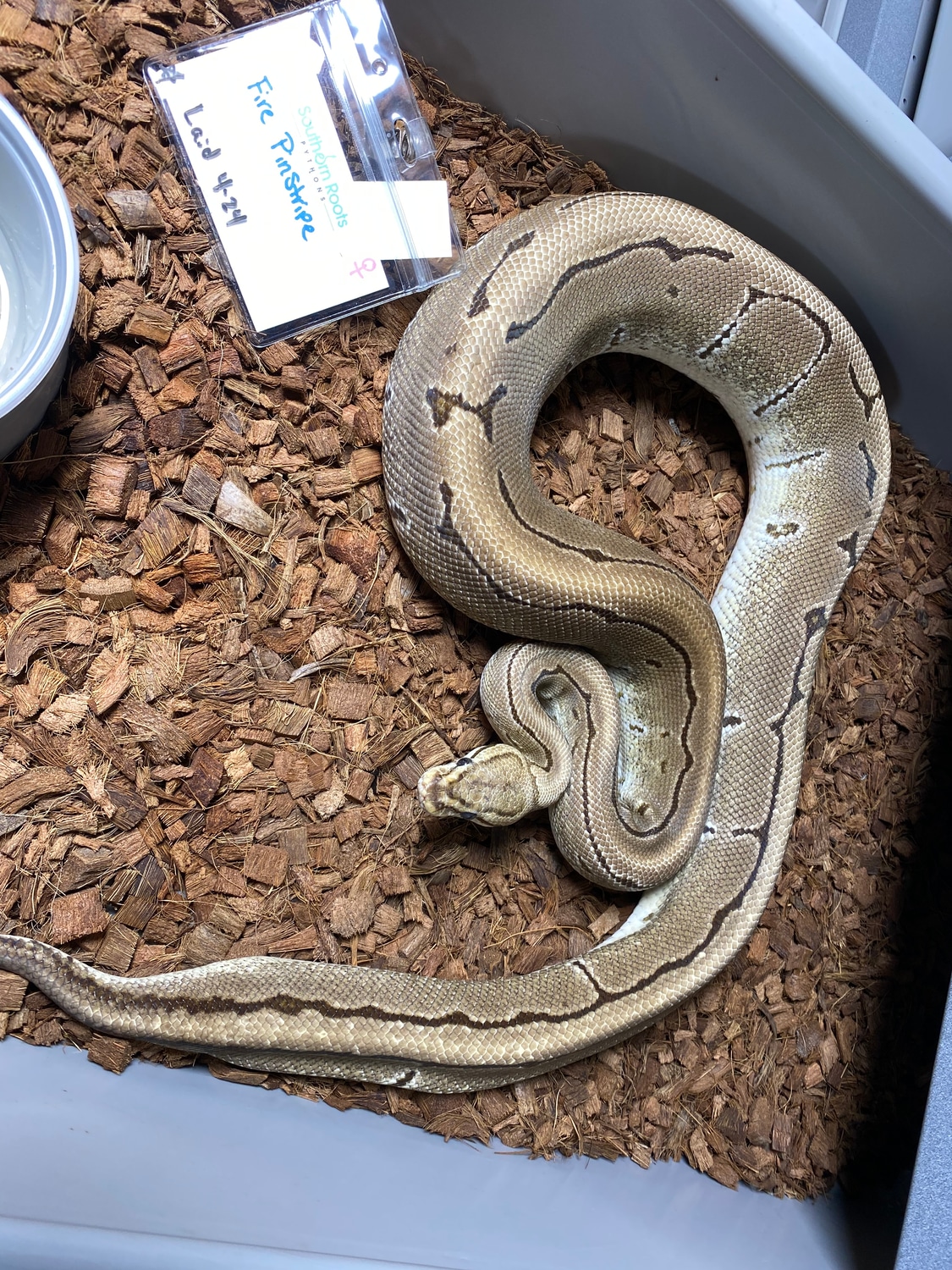 Fire Pinstripe Ball Python by Southern Roots Pythons - MorphMarket