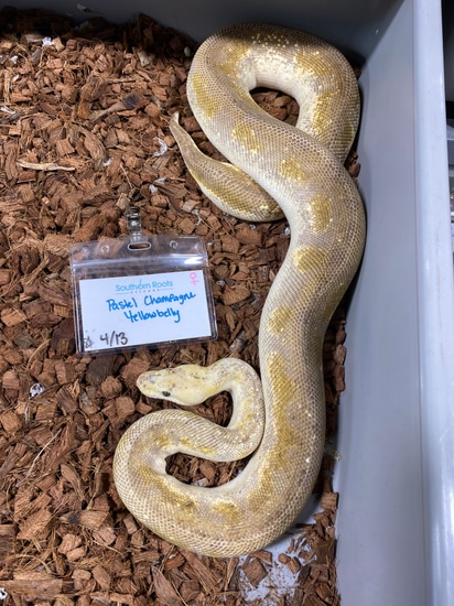 Pastel Yellowbelly Champagne Ball Python by Southern Roots Pythons