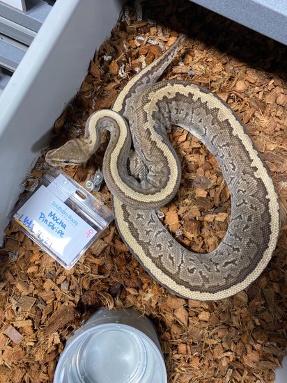 Mocha Pinstripe Ball Python by Southern Roots Pythons