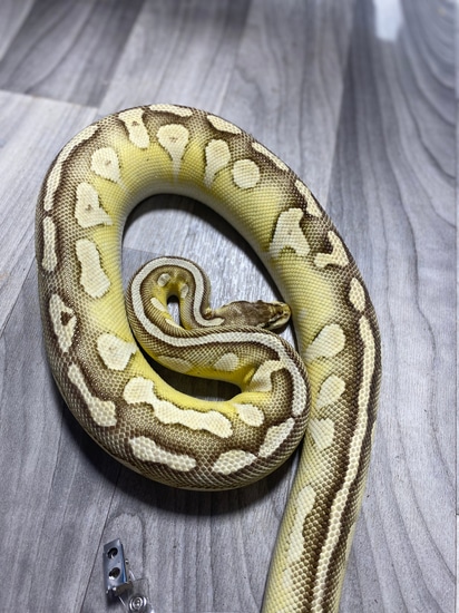 Pastel Lesser Bongo Ball Python by Southern Roots Pythons