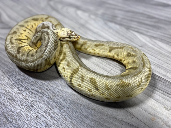 Super Pastel Leopard Spider Ball Python by Southern Roots Pythons