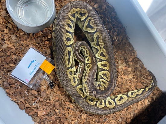 Pewter Ball Python by Southern Roots Pythons