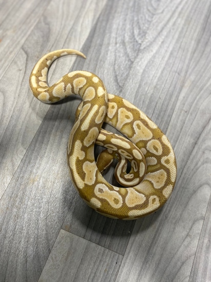Mocha Yellowbelly Banana Ball Python by Southern Roots Pythons