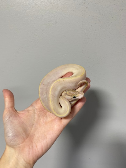 Pastel Highway Ball Python by Southern Roots Pythons