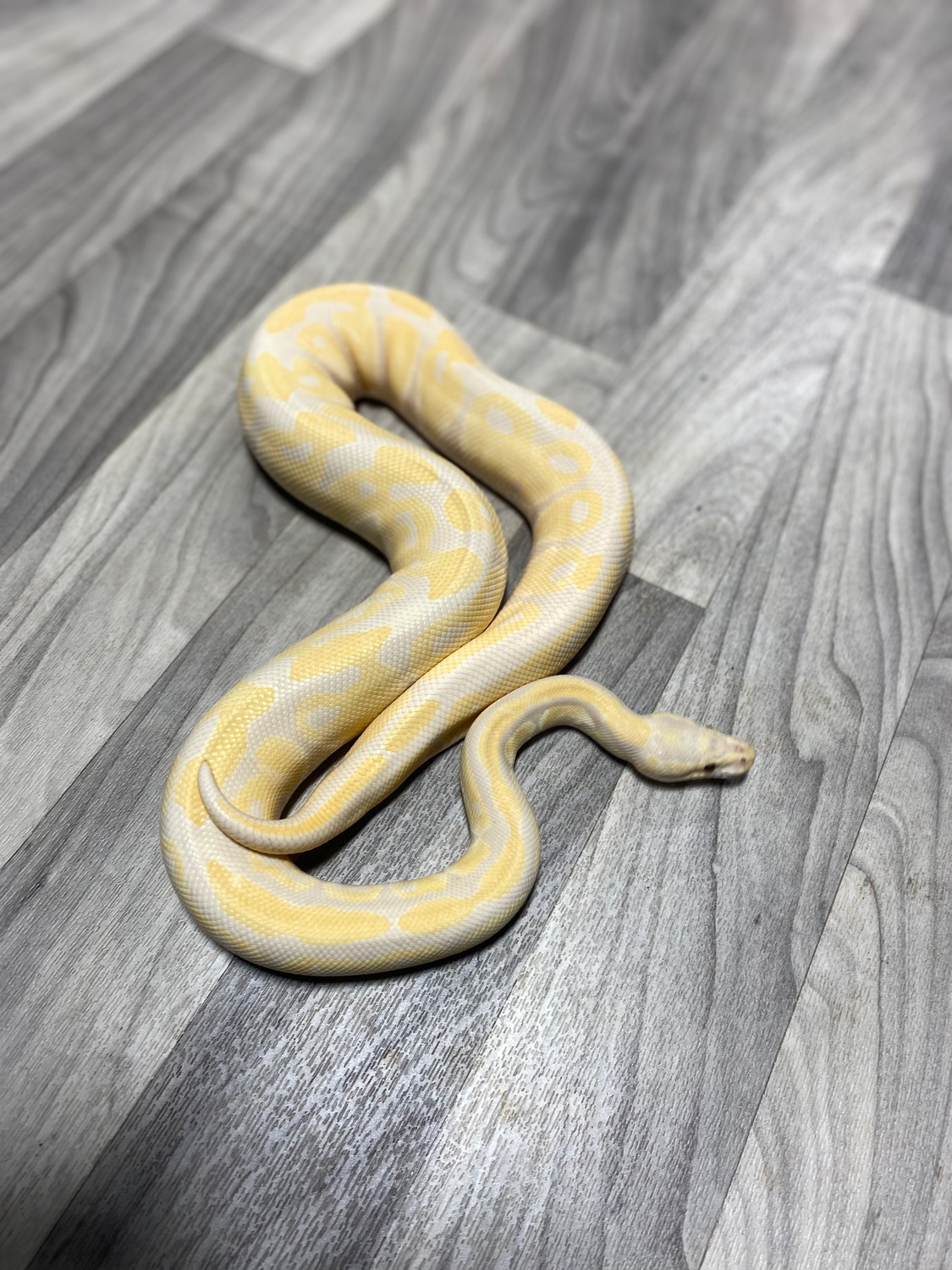 Southern Roots Pythons's Collection - MorphMarket