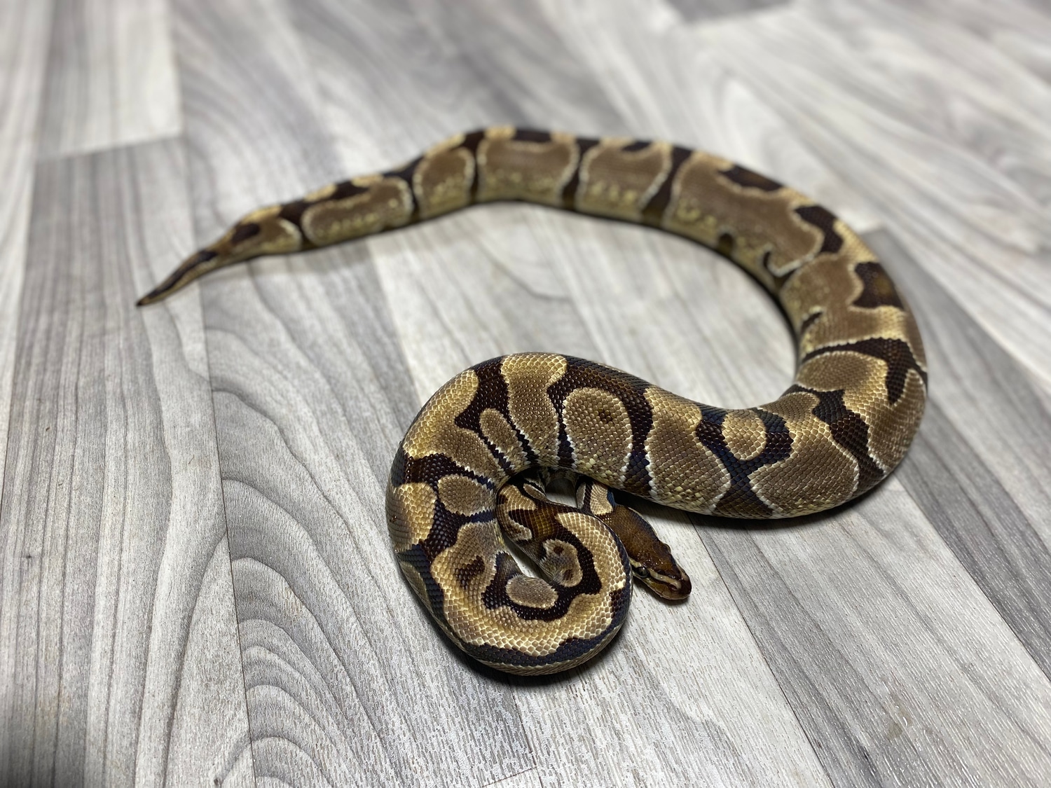 Enchi Het Lavender Albino Ball Python by Southern Roots Pythons ...