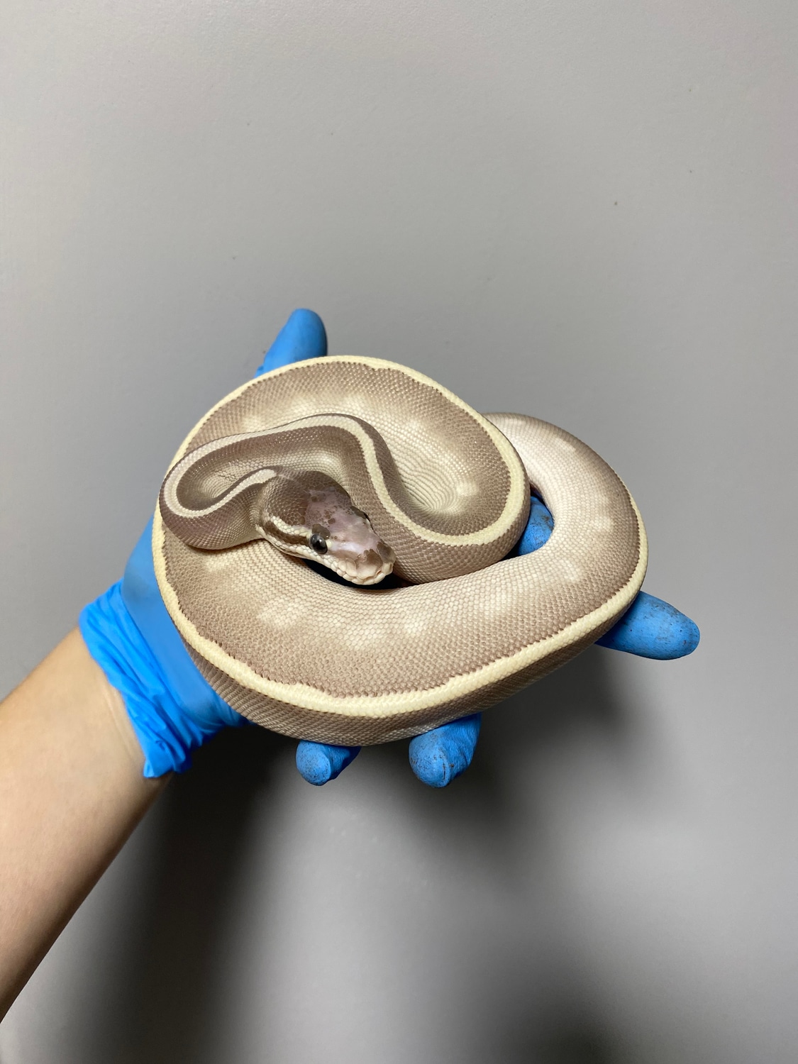 Super Mystic Scaleless Head Ball Python by Southern Roots Pythons ...