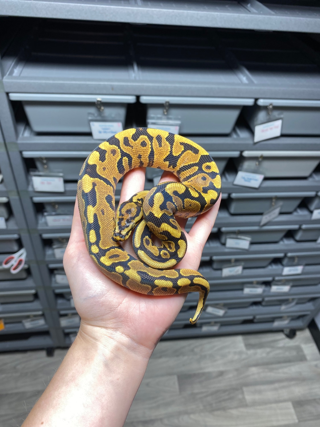 Spotnose Yellowbelly Het Pied Ball Python by Southern Roots Pythons ...