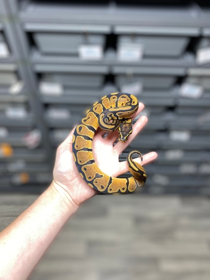 Yellowbelly Het Hypo Het Pied Ball Python by Southern Roots Pythons