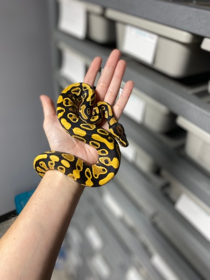 Yellowbelly Orangedream Het Clown Ball Python by Southern Roots Pythons