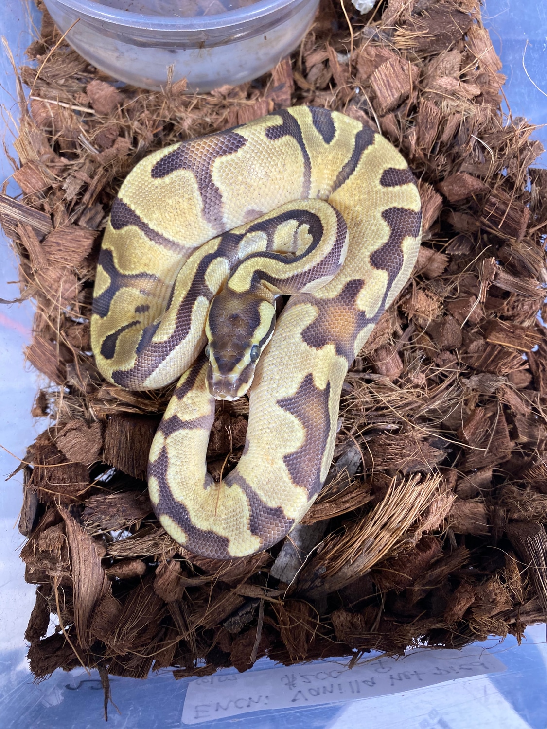 Enchi Vanilla Het Pied Ball Python by Southern Roots Pythons - MorphMarket