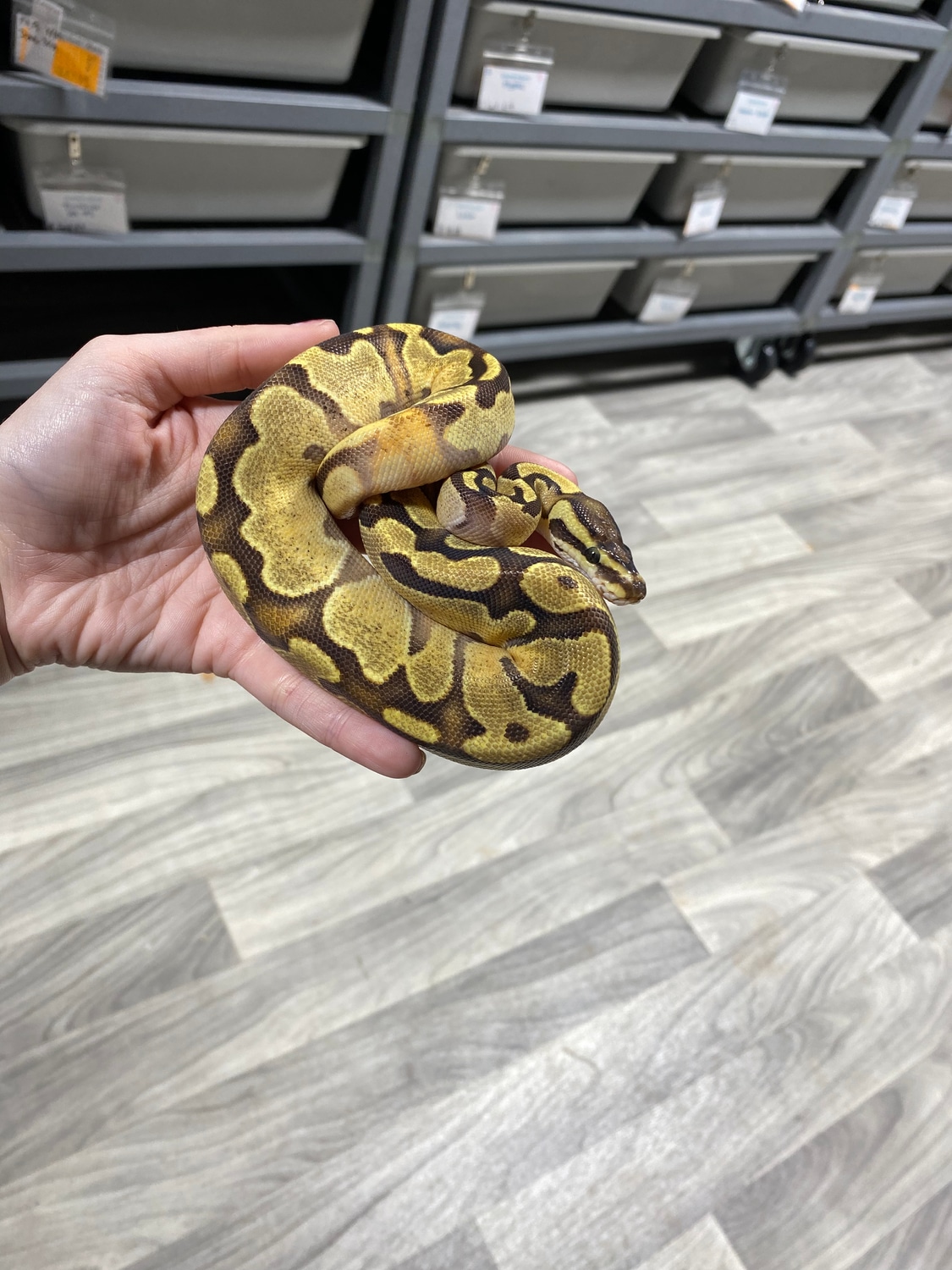 Enchi Vanilla Het Pied Ball Python by Southern Roots Pythons - MorphMarket