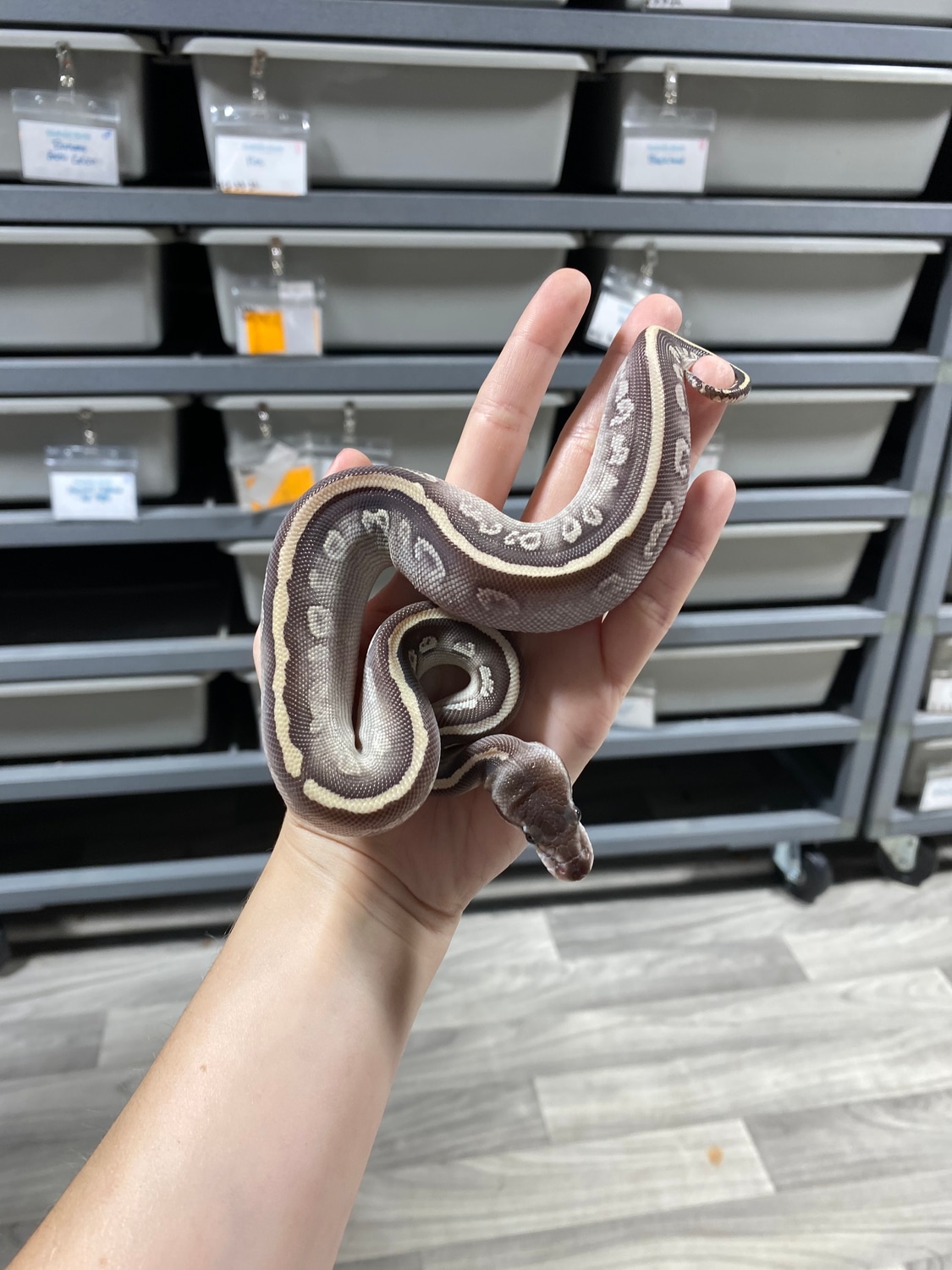 Super Mystic Ball Python by Southern Roots Pythons - MorphMarket