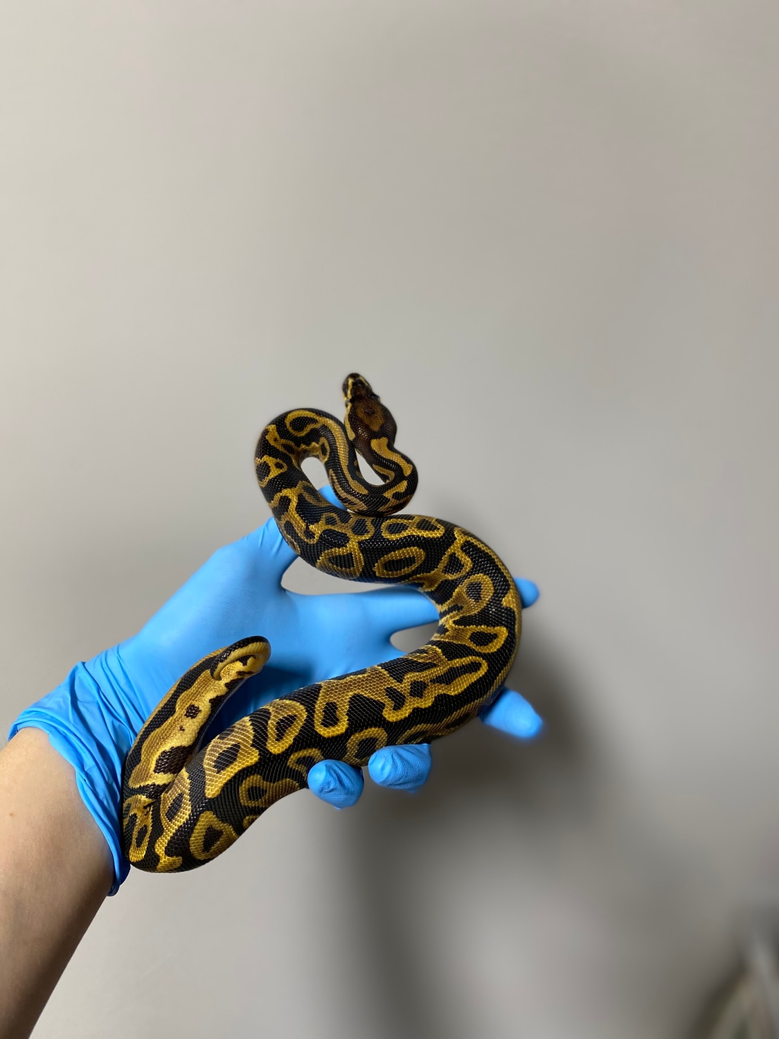 Leopard Yellowbelly Het Pied Het Hypo Ball Python by Southern Roots ...