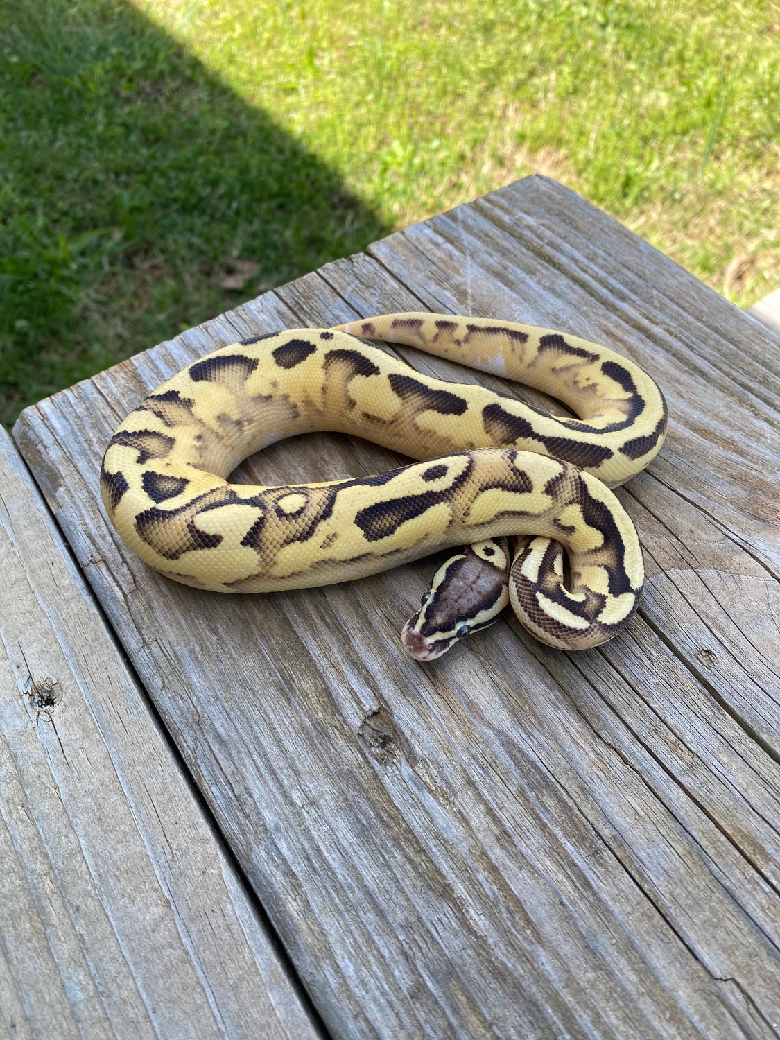 Free ️ Vanilla Pastel Yellowbelly Leopard Het Pied Ball Python by ...