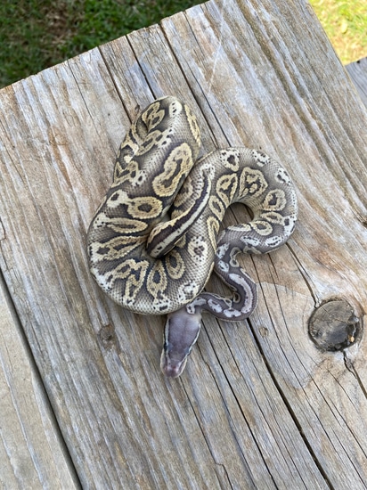 Black Pewter Hypo Ball Python by Southern Roots Pythons