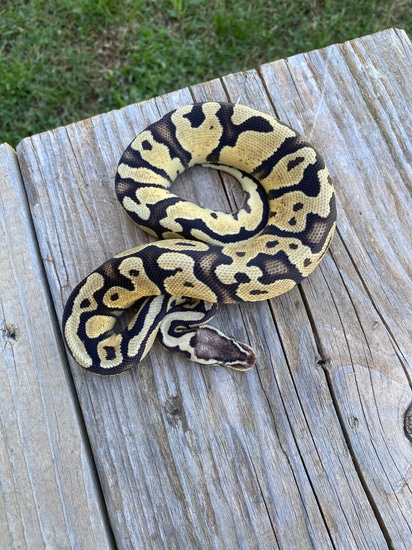 Free ️ Vanilla Or Fire Pastel Het VPI Axanthic Ball Python by Southern ...