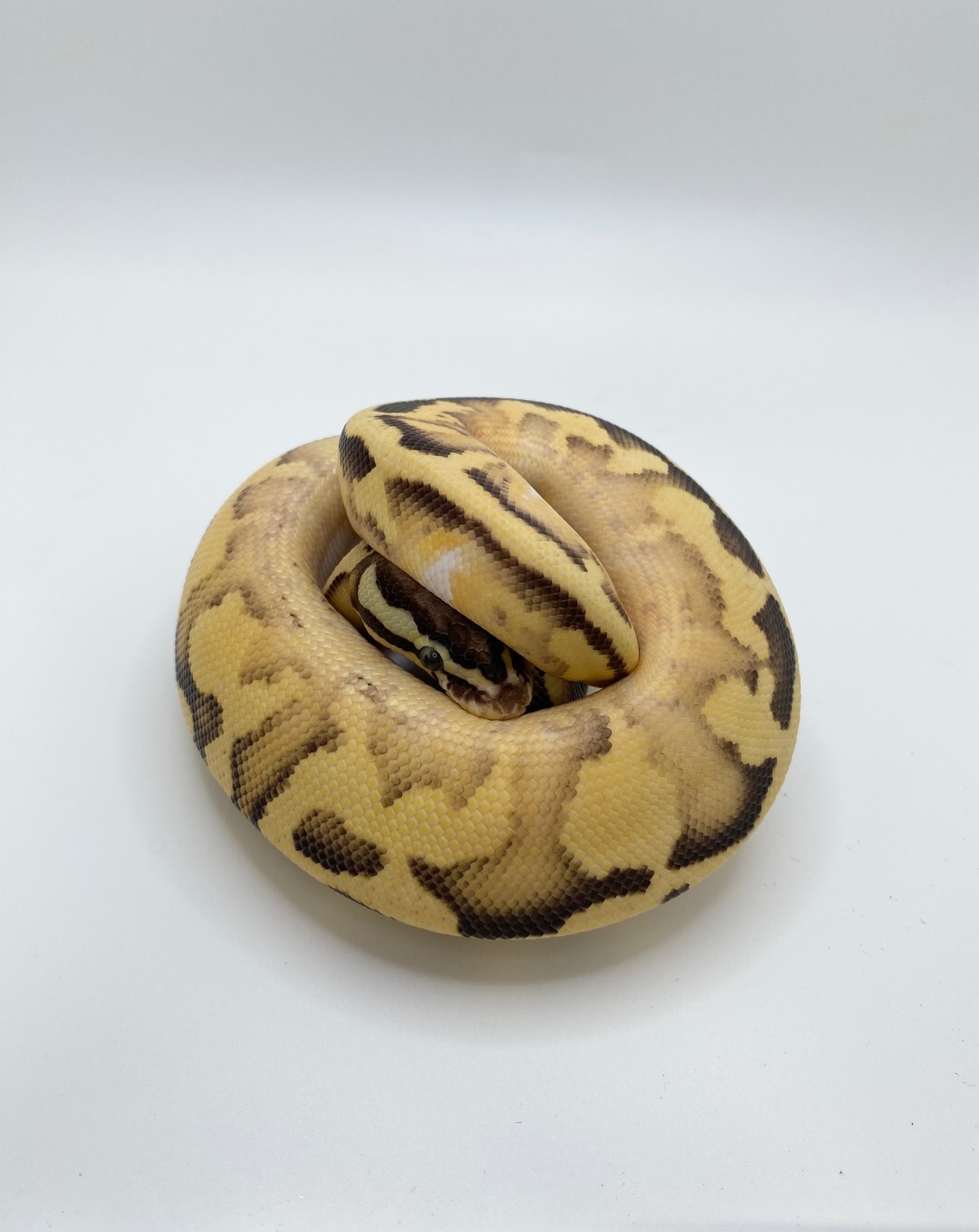 Vanilla Pastel Yellowbelly Leopard Het Pied Ball Python by Southern ...