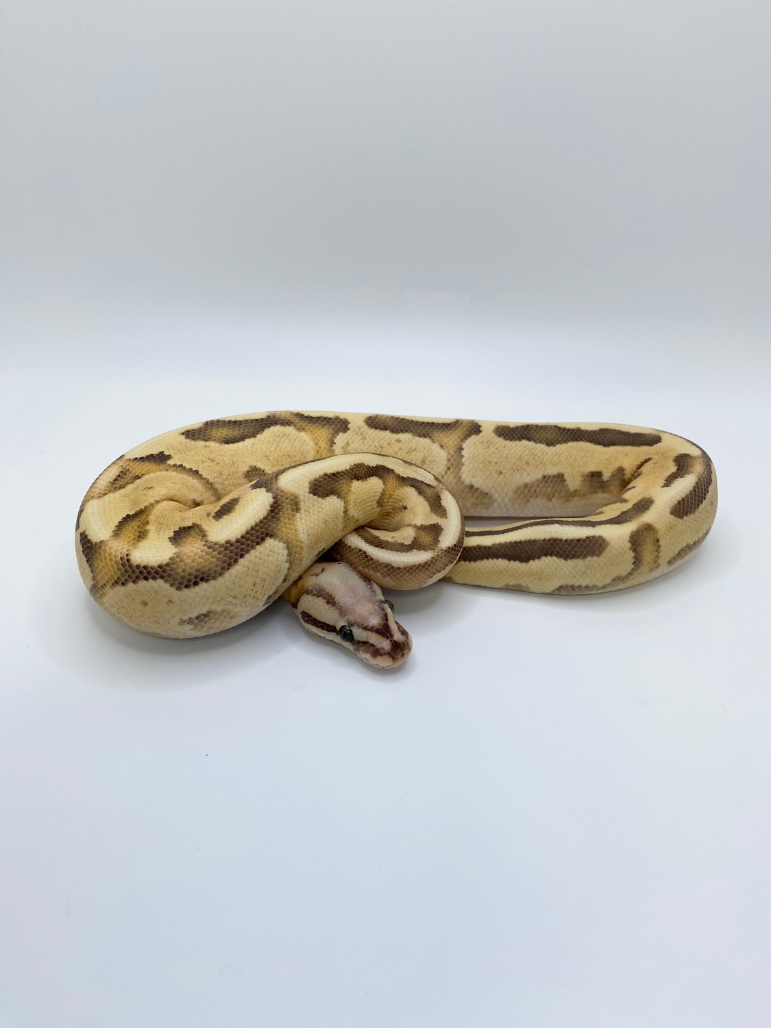 Orangedream Vanilla Fire Ball Python by Southern Roots Pythons ...