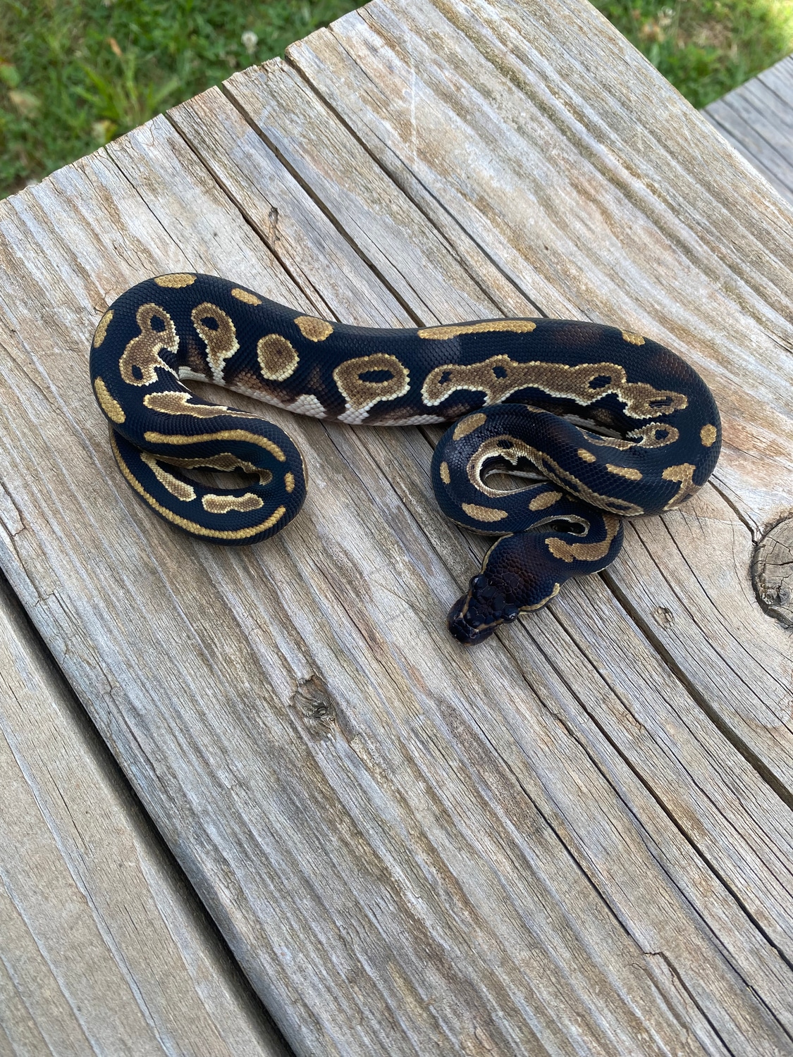 Blackhead Mojave Poss Harlequin Het Pied Ball Python by Southern Roots ...