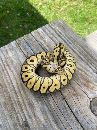 Pastel Yellowbelly Or Gravel Clown Ball Python by Southern Roots Pythons