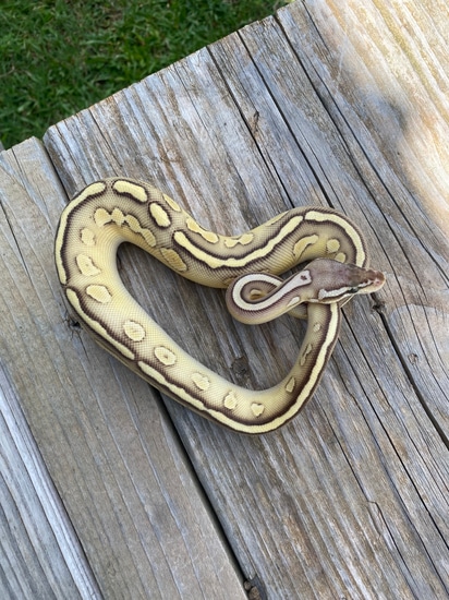 Super Pastel Lesser Bongo Cypress Het Hypo Ball Python by Southern ...