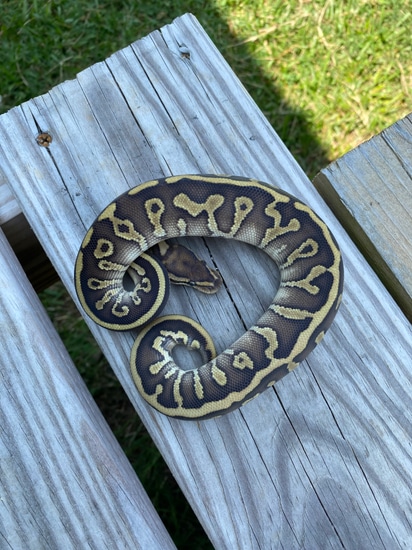 Fire Leopard Cinnamon Blade Het Clown Ball Python by Southern Roots Pythons