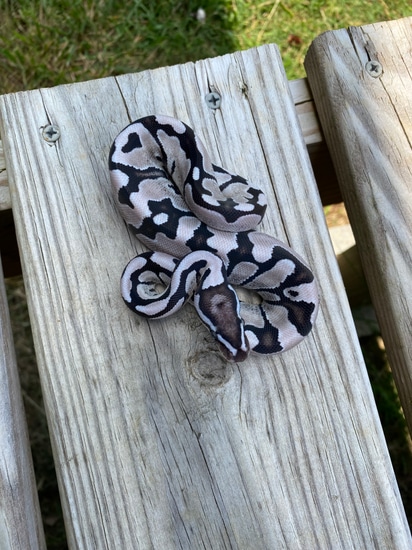 Fire Or Vanilla VPI Axanthic Ball Python by Southern Roots Pythons