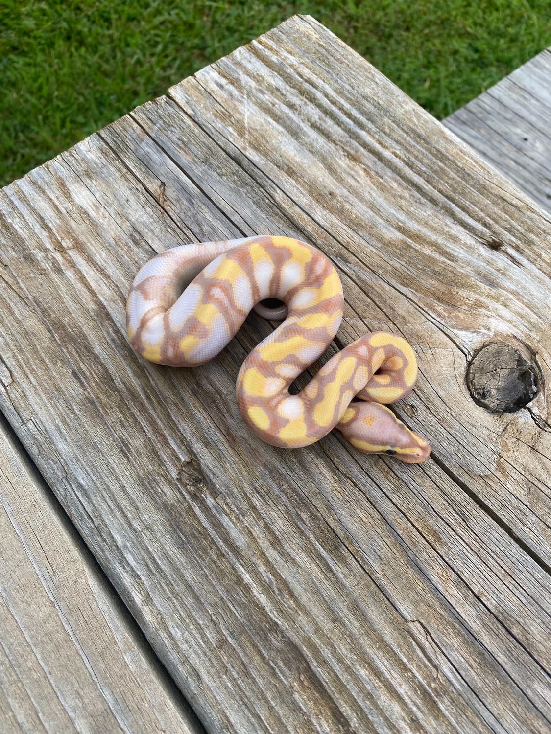 Banana Enchi Calico Hidden Gene Woma Ball Python by Southern Roots ...