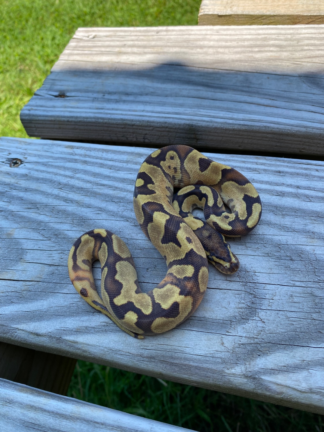 Fire Enchi Yellowbelly Het Pied Ball Python by Southern Roots Pythons ...