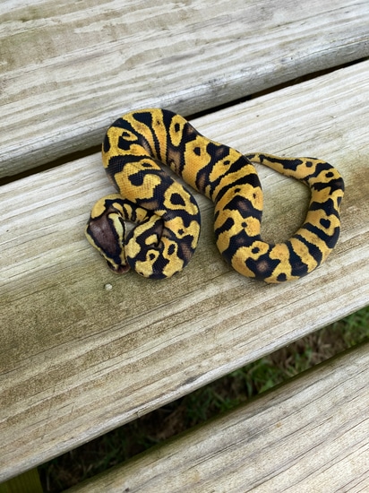 Pastel Yellowbelly Or Gravel DBL Het Clown Het Pied Ball Python by ...