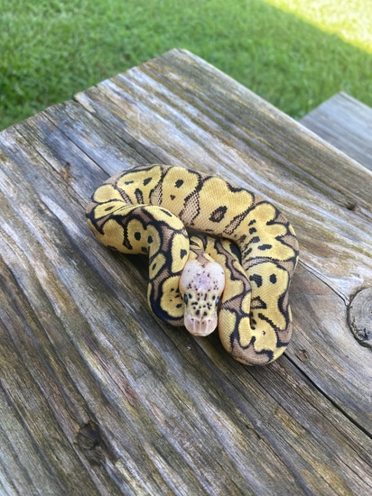 Pastel Yellowbelly Or Gravel Clown Ball Python by Southern Roots Pythons