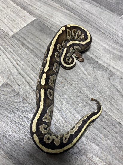 Mocha Malum Ball Python by Southern Roots Pythons