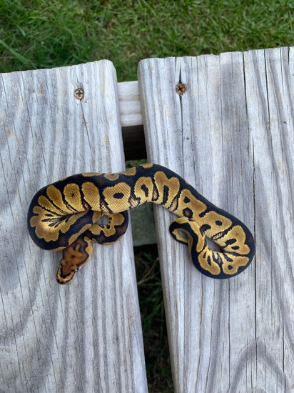 Yellowbelly Or Gravel Clown Ball Python by Southern Roots Pythons