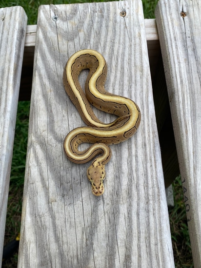 Pinstripe Fire Vanilla Het VPI Axanthic Ball Python by Southern Roots ...