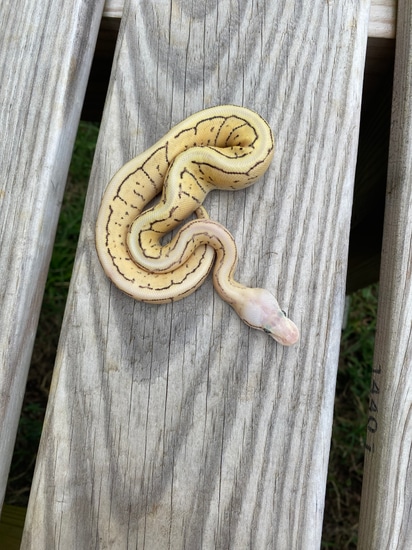 Pastel Pinstripe Vanilla Fire Het Vpi Axanthic Ball Python by Southern ...