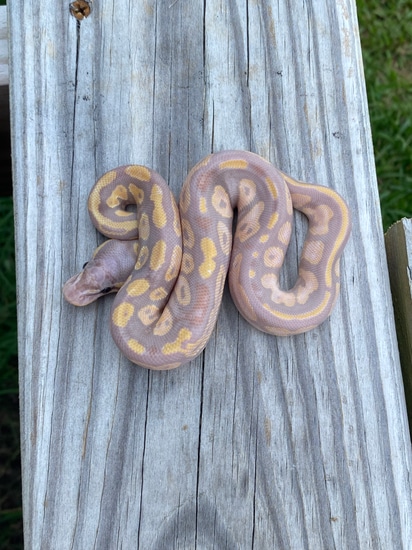Banana Blackhead Trick 50% Het Pied Ball Python by Southern Roots Pythons