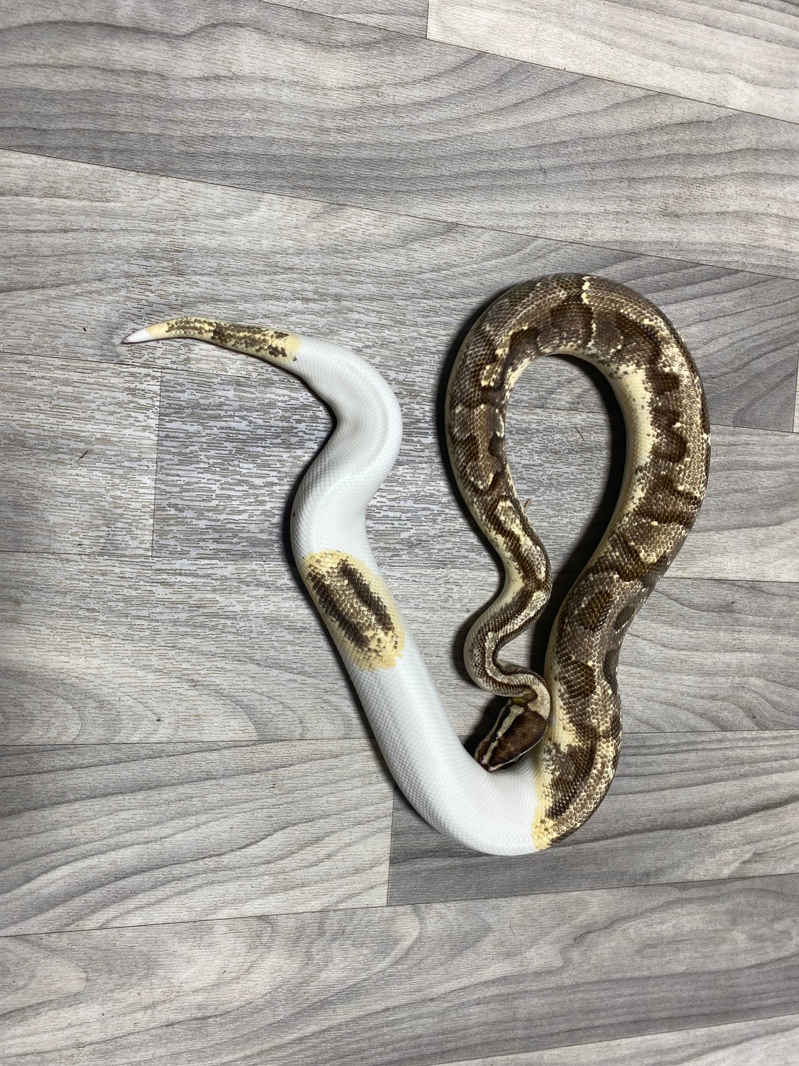 Breeder Fire Enchi Yellowbelly Pied Ball Python By Southern Roots Pythons Morphmarket